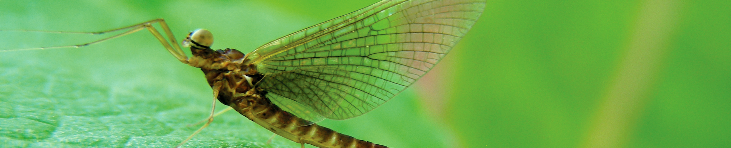 CAS Macrozoobenthos | HEPIA