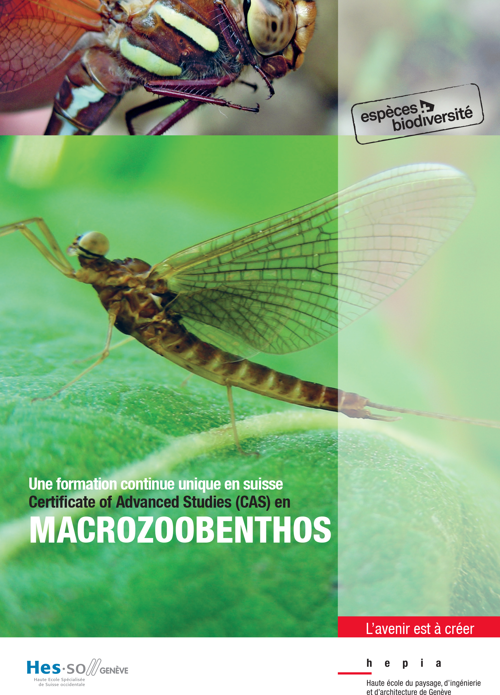 CAS Macrozoobenthos | HEPIA